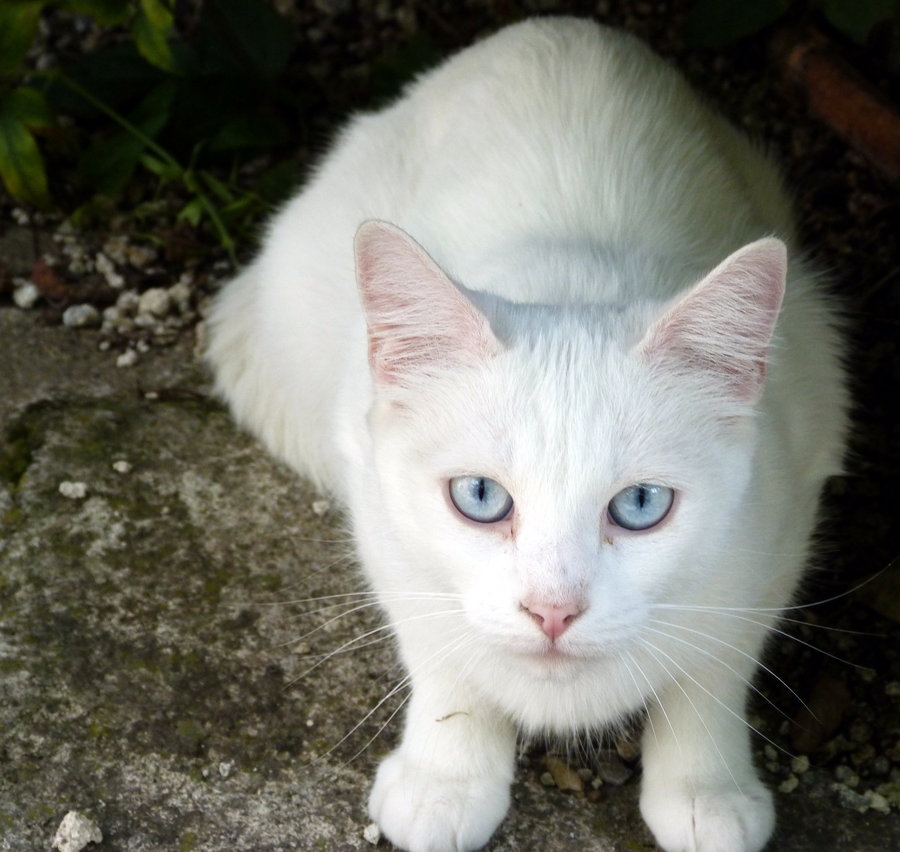 View topic - ForestClan - Warrior Cats RP - Closed - Chicken Smoothie